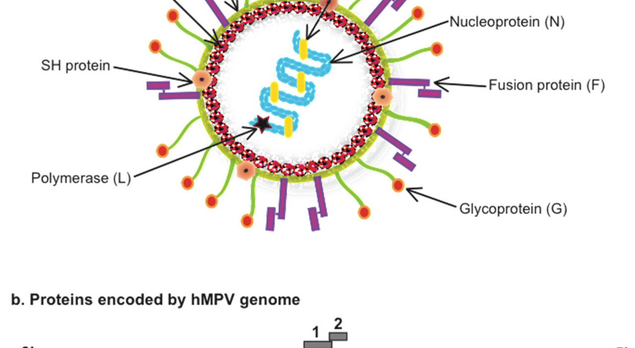 Virus HMPV