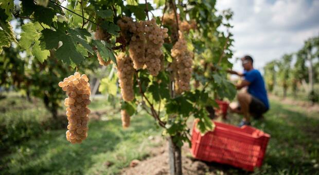 Vino dealcolato, sì di Confindustria: «Vale 50 milioni». I Consorzi ...