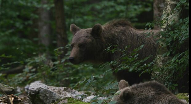 ORSO - Il Gazzettino