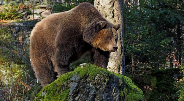 ORSO - Il Gazzettino