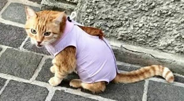 Gatto Rossini a dieta e con addosso un pettorina: città 'in allarme'