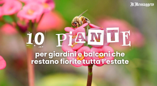 Le migliori 10 piante per giardini e balconi che resistono al caldo e ...