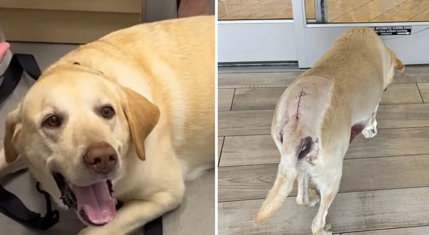 Blue, il labrador travolto da un'auto torna a scodinzolare: la ...