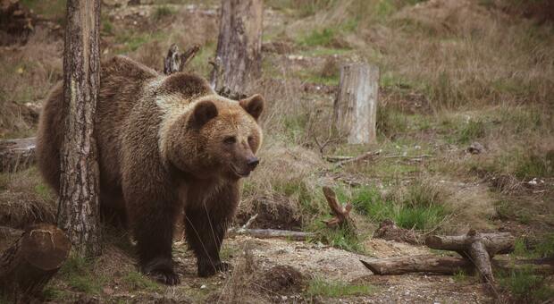 ORSO - Il Gazzettino