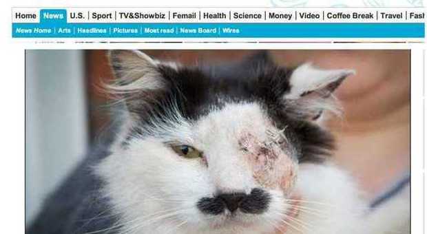 Buz, il gatto picchiato e gettato nella spazzatura: «Aggredito perché ...