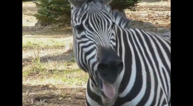 Il verso della zebra che ride