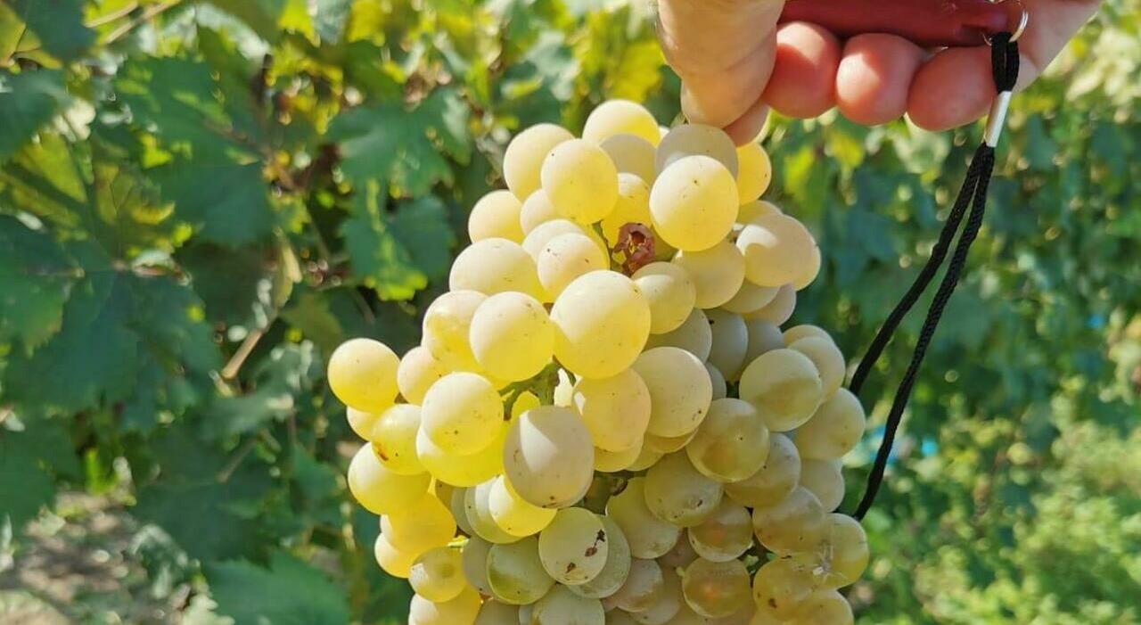 Dorona, sull'Isola delle Vignole nasce la Confraternita dedicata alla ...