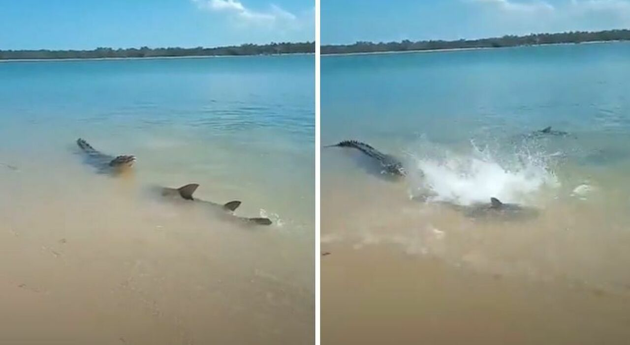 Coccodrillo combatte contro gli squali in spiaggia, un pescatore ...