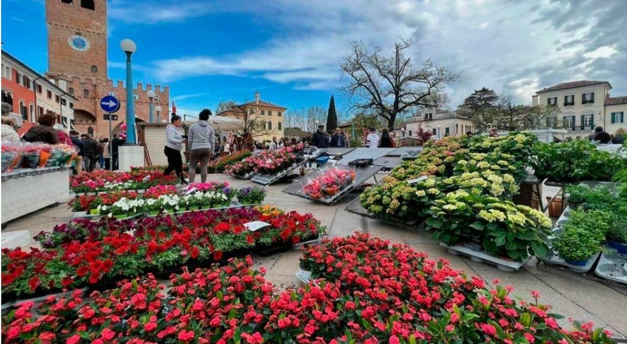 Noale in fiore, la città si trasforma in un giardino: ottanta ...
