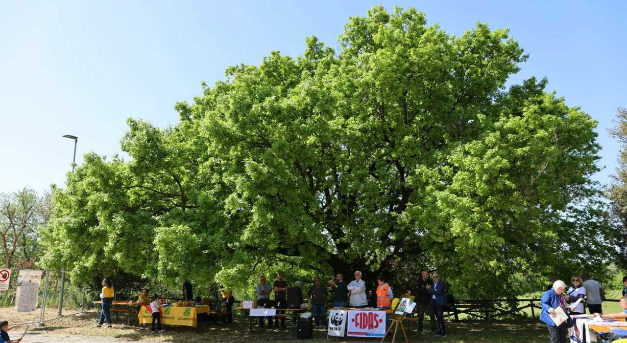 Celebrating the Centuries-Old Oak