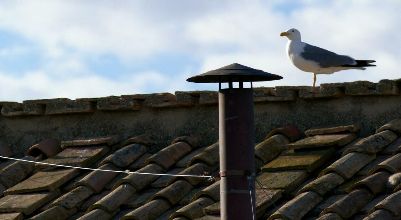 The Seagull of the Sistine