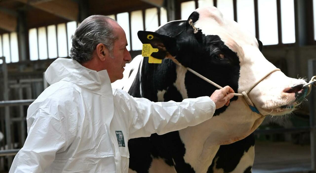 Crisalis è il toro Campione del mondo: ha sei anni, pesa 12 quintali e ...