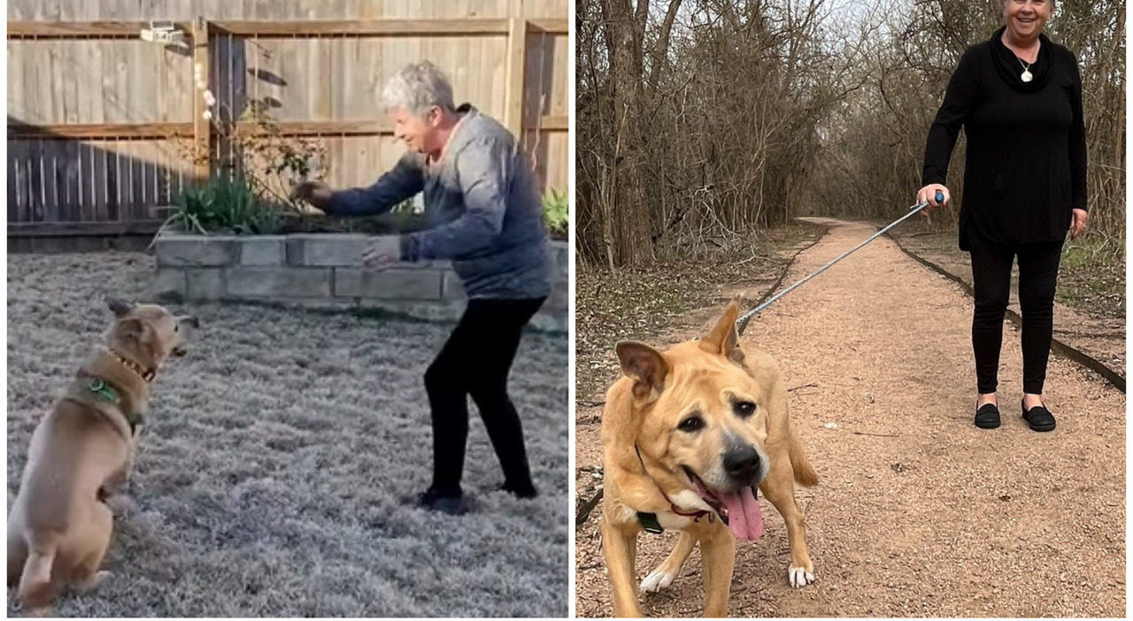 Cane anziano non trova una famiglia, poi l'incontro con Jeanette: «Lei ...