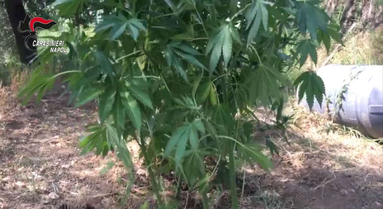 Operation Continuum Bellum 3: A Fight Against Drug Trafficking