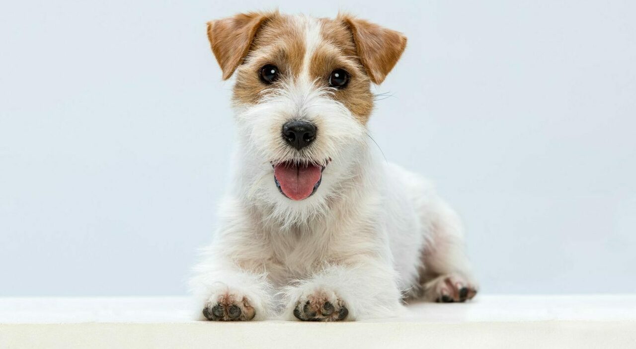 Affari Tuoi, qual è il vero nome di Gennarino e quanti anni ha? L'addestratore svela l'identità ...