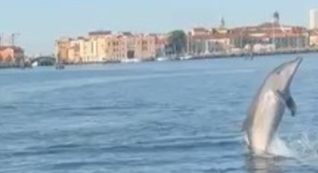 Mimmo, il delfino adottato nel Bacino di Vigo: «Qui sta bene ...