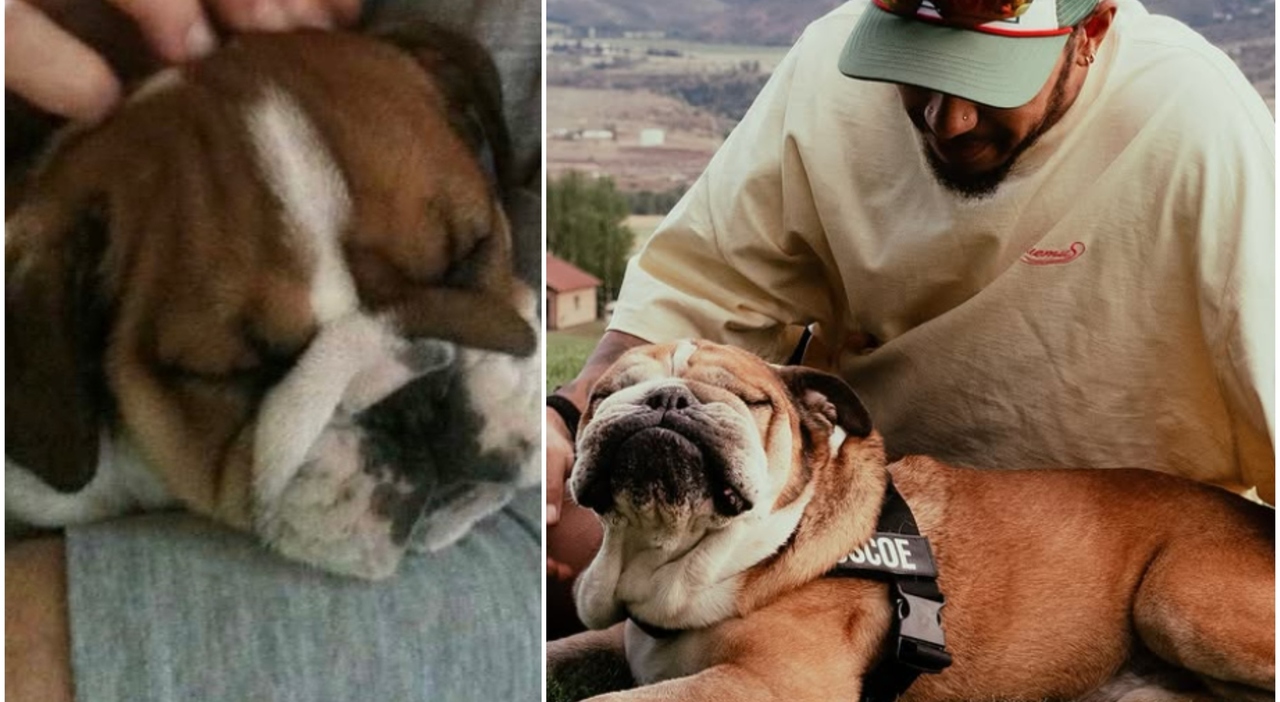 Lewis Hamilton, morto il cane del pilota: «Dire addio a Roscoe? La ...