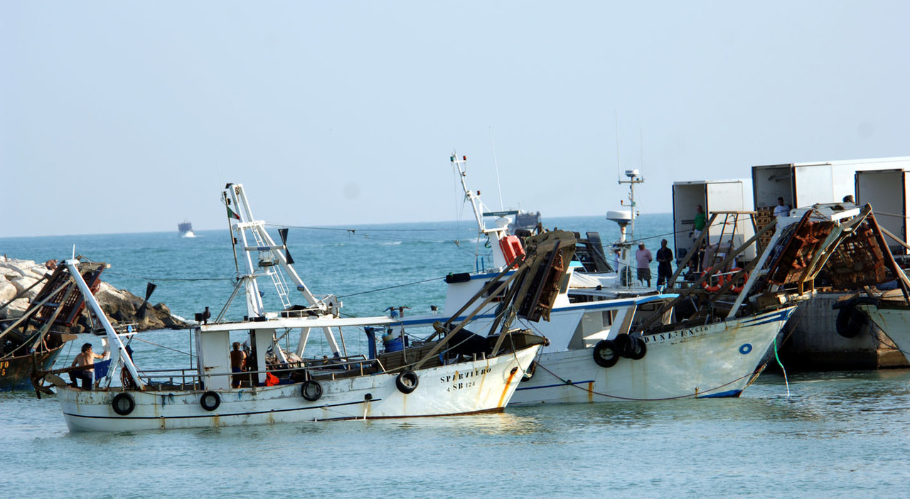 Pasticcio vongolare, il Cogevo ora diffida tutti (e c'è un esposto in ...