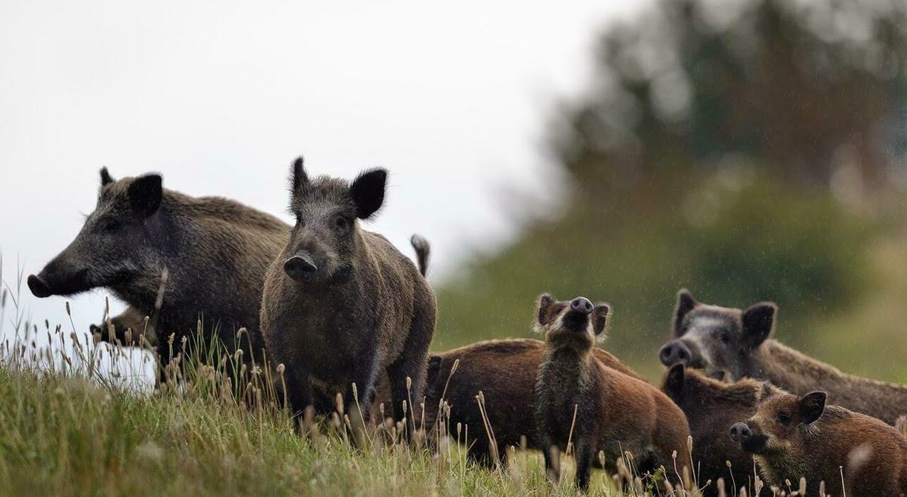 Debate Over Boar Population Control in Campania