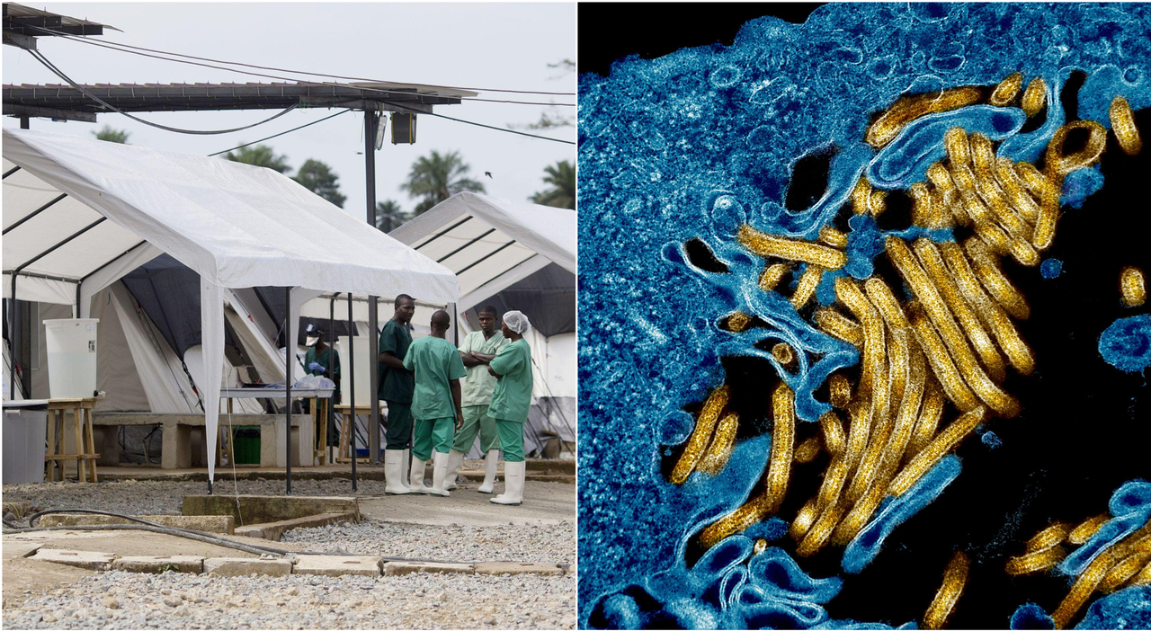 Ebola, cos'è il ceppo Bundibugyo e perché è così pericoloso: i sintomi ...