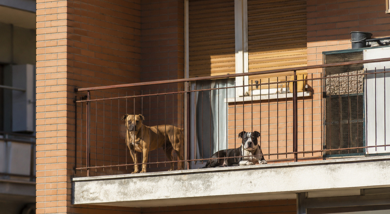 Lasci i cani in balcone, sotto il sole e senza acqua: salvati dai ...