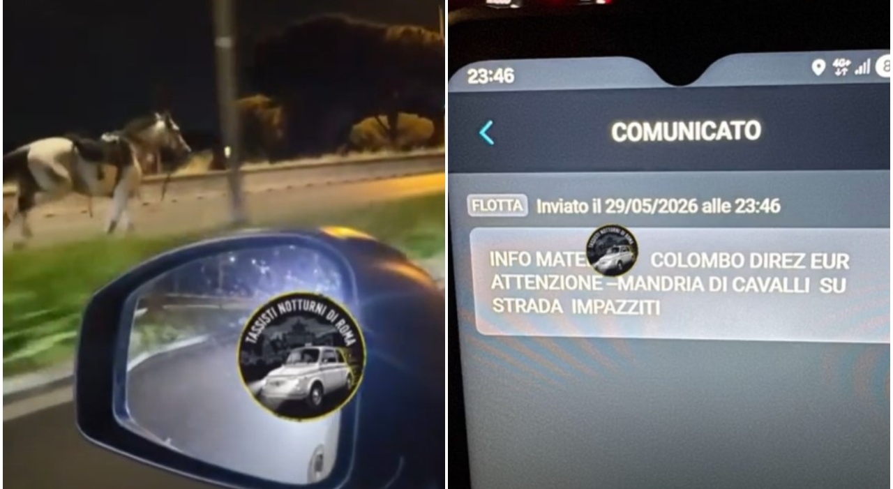 Cavalli impazziti nella notte tra le auto della Cristoforo Colombo: la ...