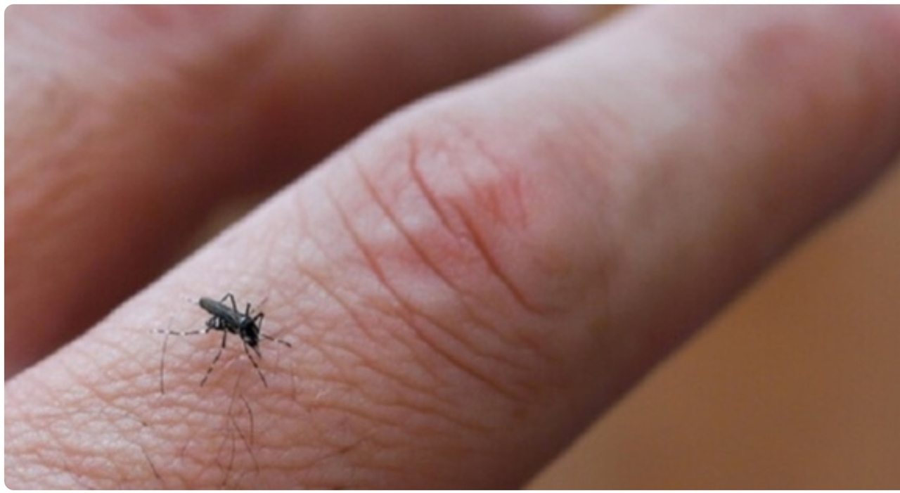 Zanzare, in Italia 40 specie (nel mondo migliaia): quali sono e perché ...