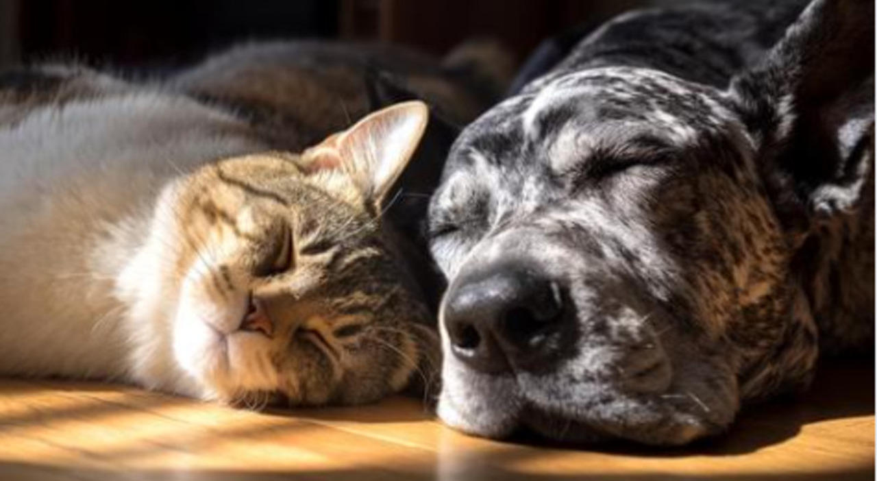 Caldo e colpi di calore in cani e gatti: cos’è, come prevenirlo e le ...