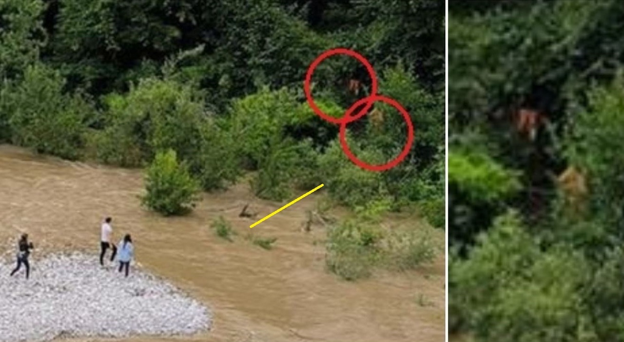 The Natisone Tragedy: Eyewitness Accounts of the Failed Rescue Attempts