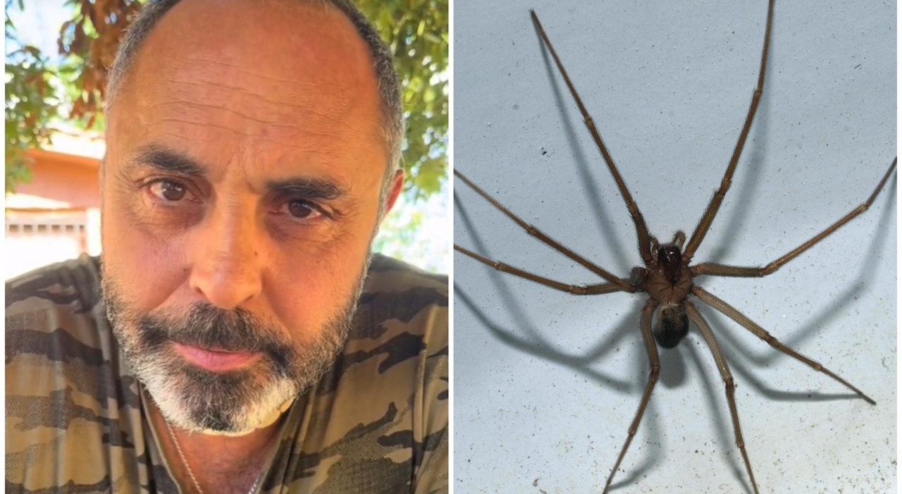 Ragno violino, l'esperto: «A Roma di recente ne ho catturati otto, le ...
