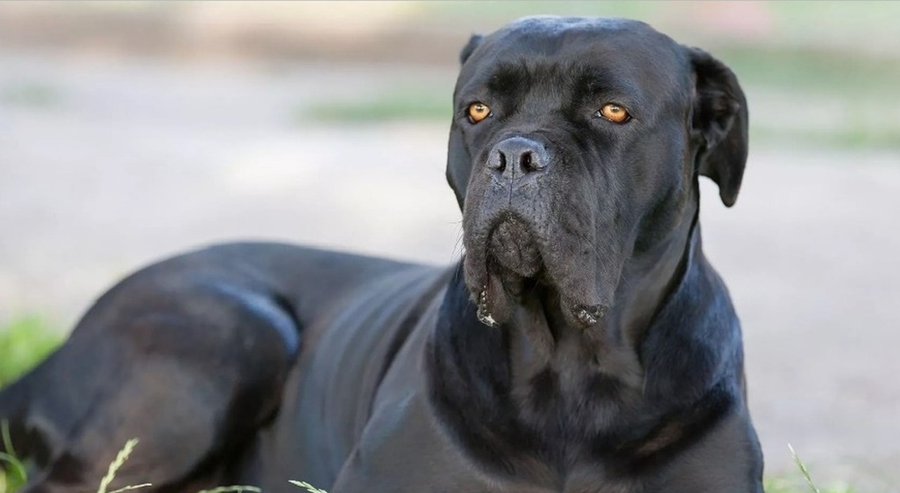 Bimba di 6 anni azzannata al volto dal cane di un compagno di classe ...
