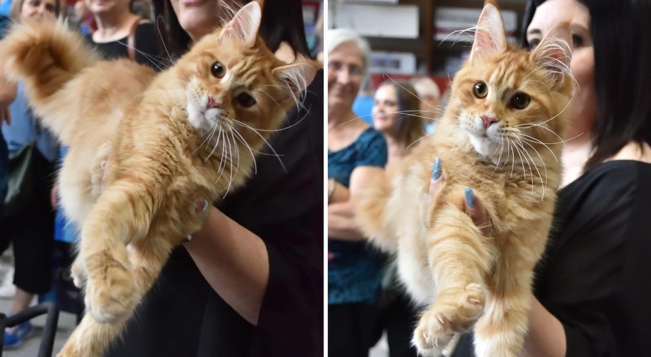 Il gatto più bello del mondo è italiano, il record di Nefertiti. La ...