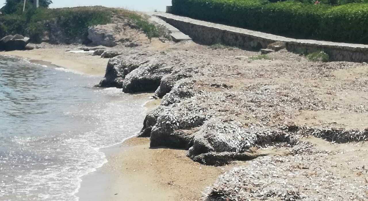 Sardegna, spiagge invase dalla posidonia: l'intervento speciale di ...