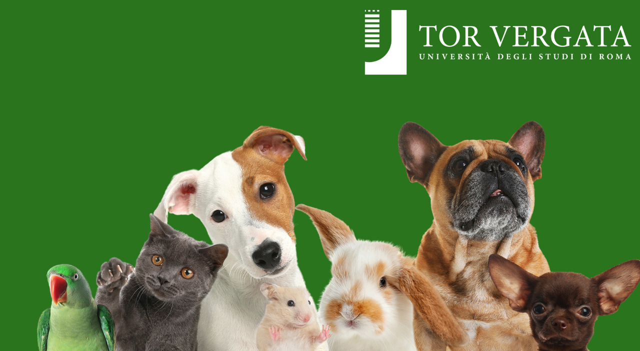 New Veterinary Medicine Degree Program Launched at Tor Vergata University