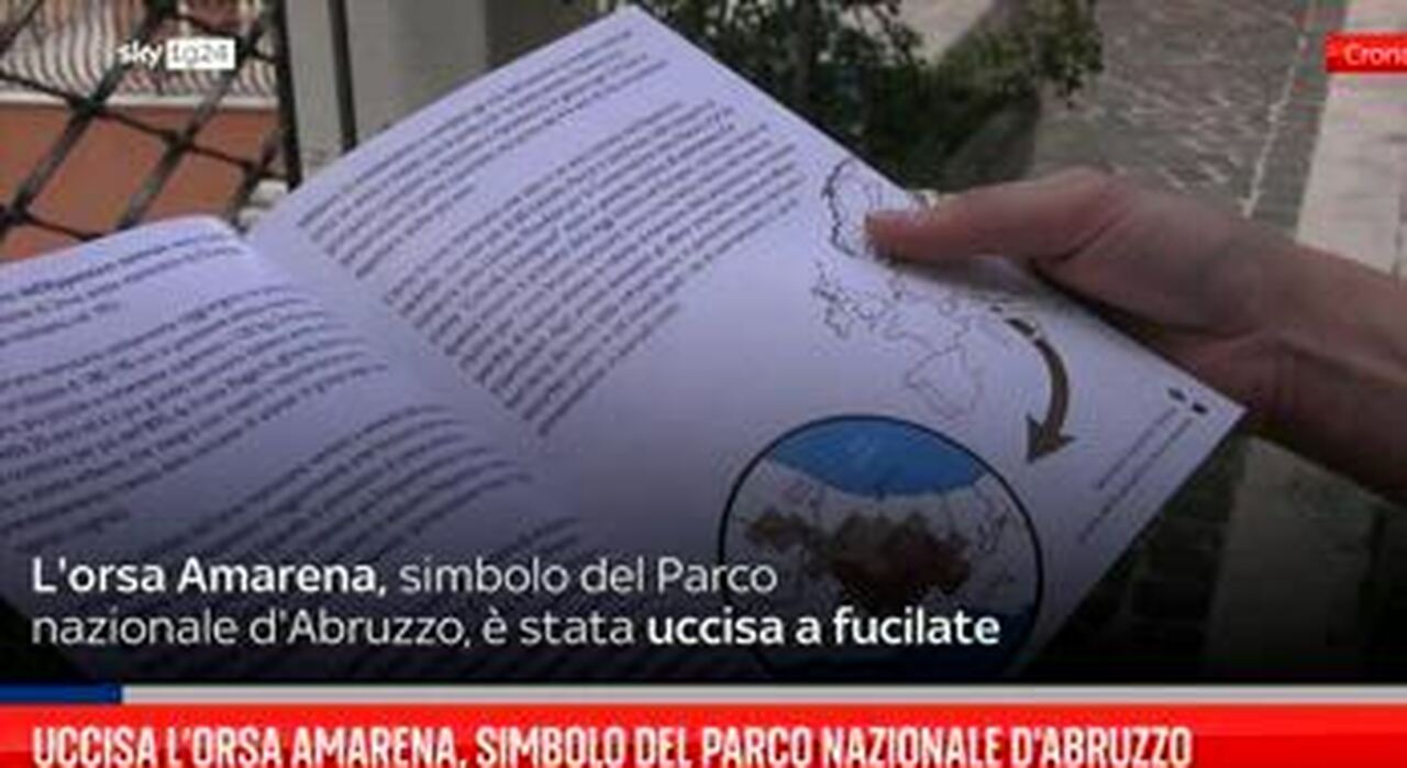 Uccisa l'orsa Amarena, simbolo del Parco Nazionale d'Abruzzo Uccisa l'orsa Amarena, simbolo del Parco Nazionale d'Abruzzo