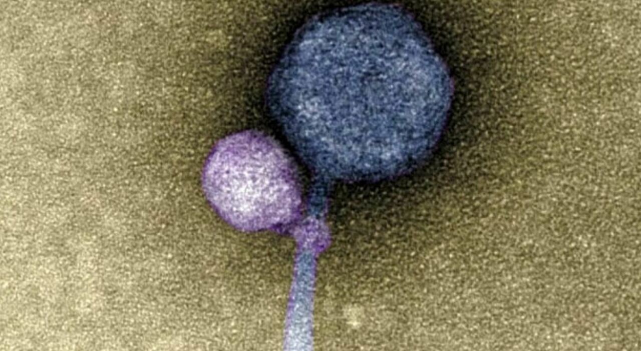 Virus vampiro, l'allarme degli scienziati: «Comportamento virale senza ...