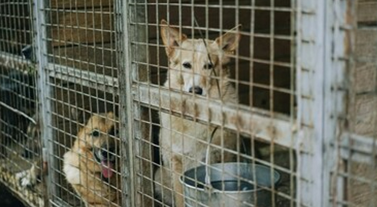 Large Dogs Found in Decrepit Kennels in Illegal Shelter