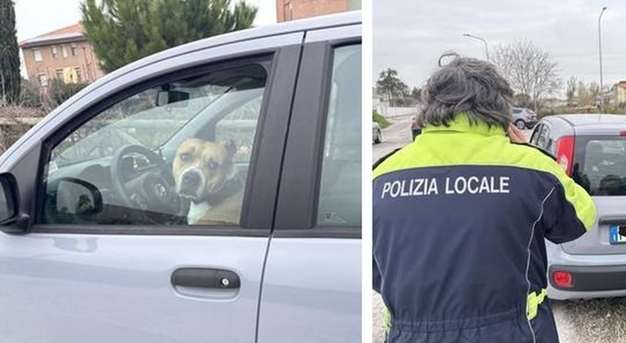 Accosta e sviene in auto, il suo pitbull ringhia ai soccorritori: per ...