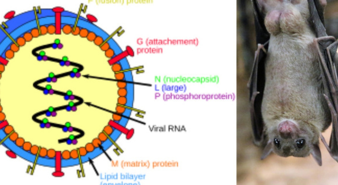 Virus Nipah, la malattia letale che allarma gli esperti: «Già endemico ...
