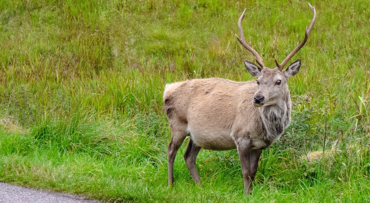 Uccide un cervo e filma la scena, poi pubblica il video sui social ...