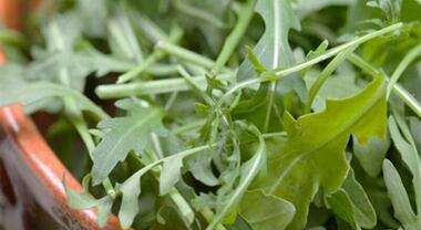RUCOLA - Il Mattino