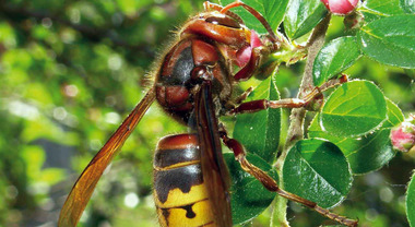 VENETO - Il Messaggero