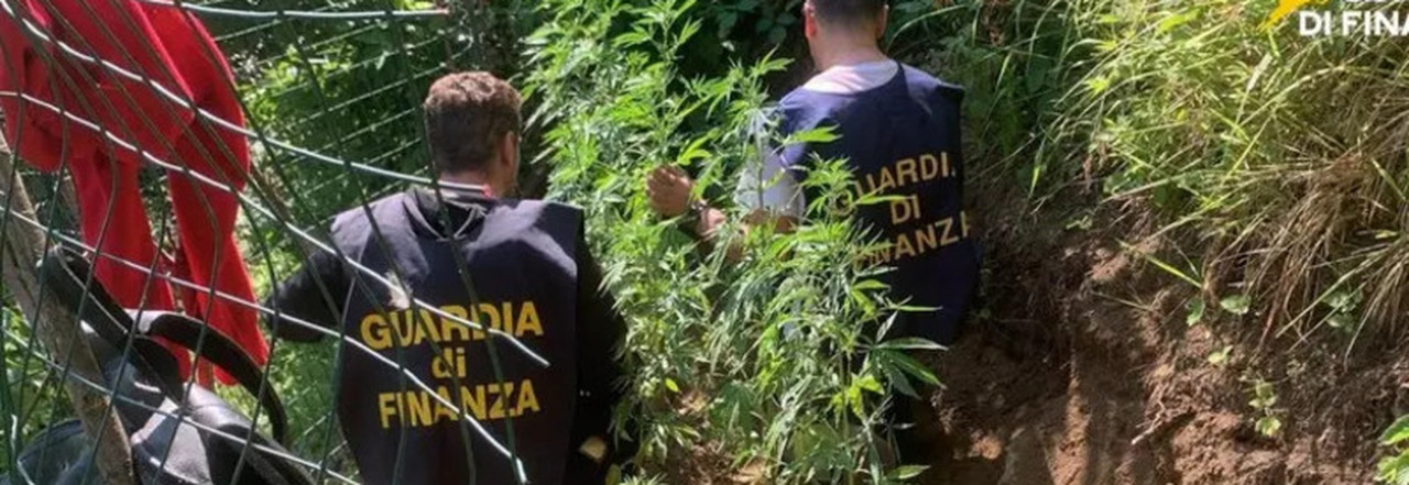Desmanteladas Plantaciones de Cannabis en los Monti Lattari Desmanteladas Plantaciones de Cannabis en los Monti Lattari