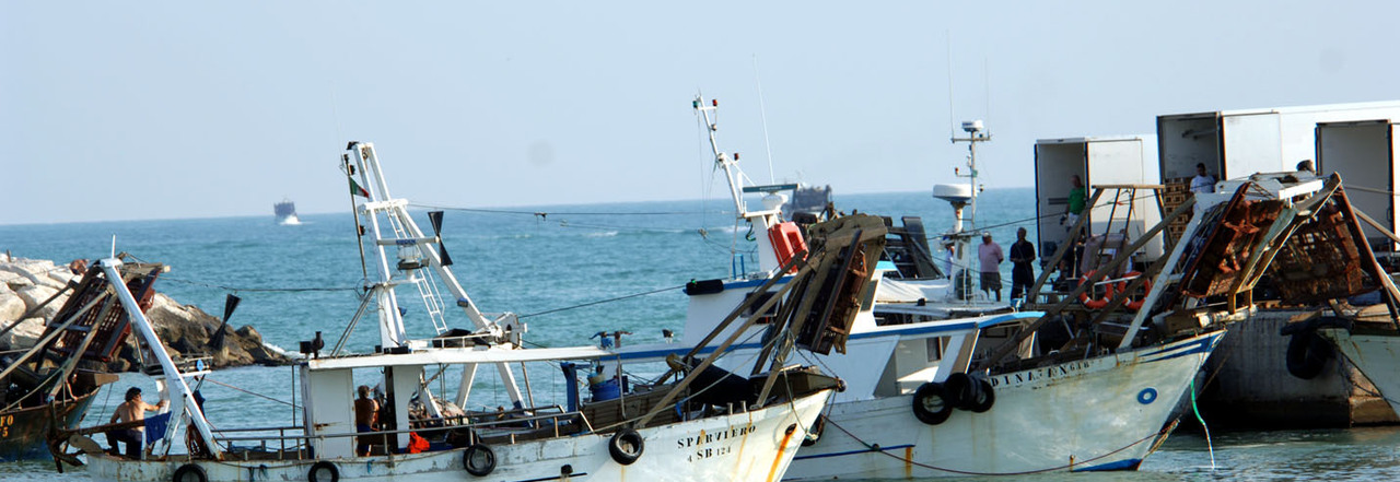 Pasticcio vongolare, il Cogevo ora diffida tutti (e c'è un esposto in ...