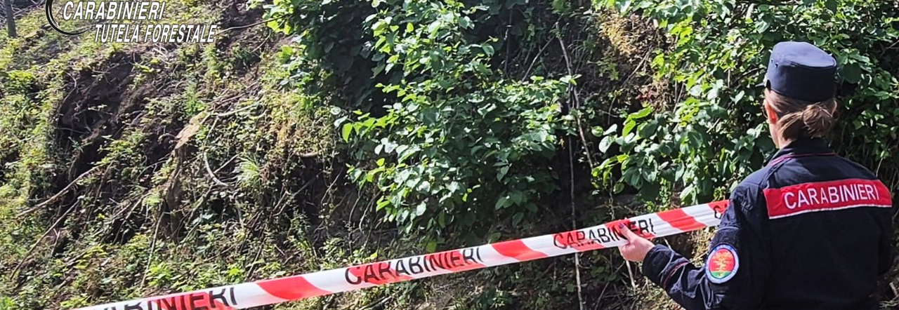 Illegal Deforestation and Land Movement Uncovered in Monteforte Irpino