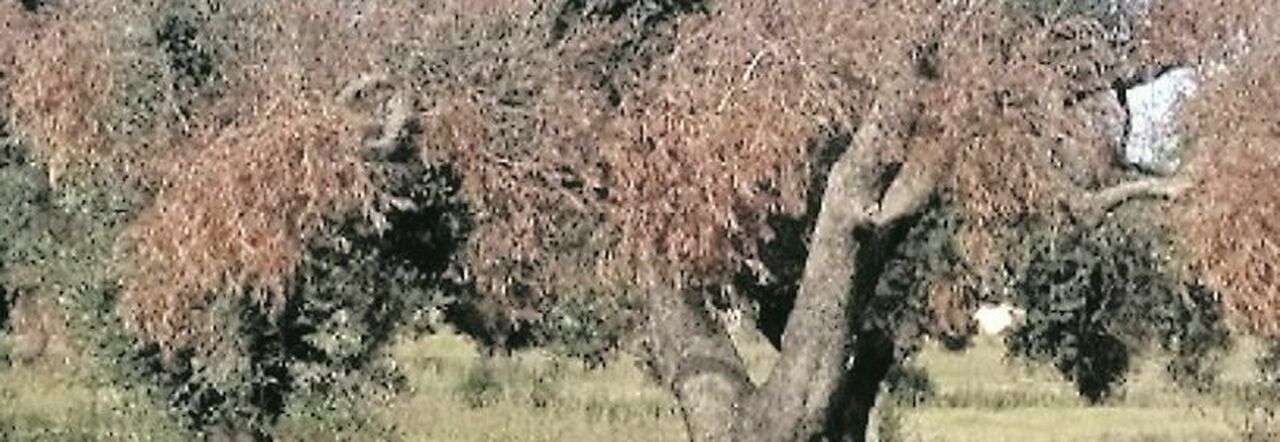 Via libera al commissario per stoppare la Xylella. Reimpianti: 300 ...