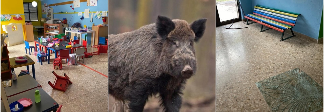 Cinghiali assaltano la scuola materna: maestra ferita, bambini sotto choc