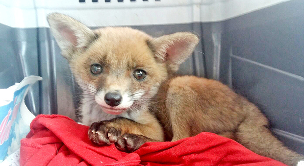 Cucciolo Di Volpe Addormentato Immagini Stock Carino E Carino Fennec