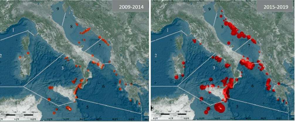 Aumento de la Presencia del Vermocane en los Mares del Mediterráneo