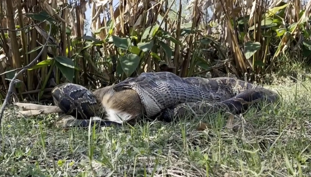 Pitoni birmani, è allarme in Florida: «Possono ingoiare cervi e coccodrilli»